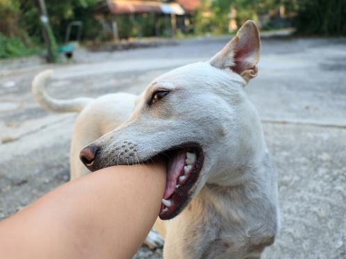 Animal Attack FAQs | Warnett Hallen LLP Vancouver, BC,