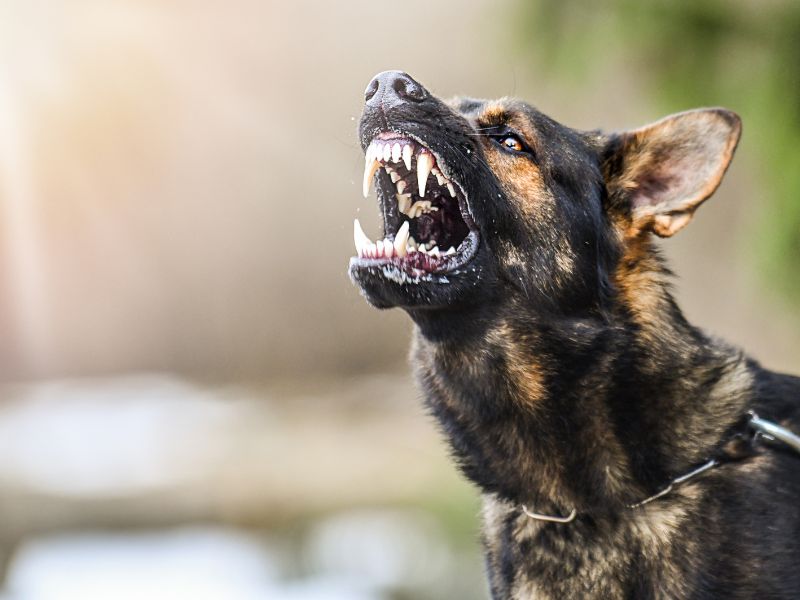 Can a Traumatic Brain Injury Result from an Animal Attack?